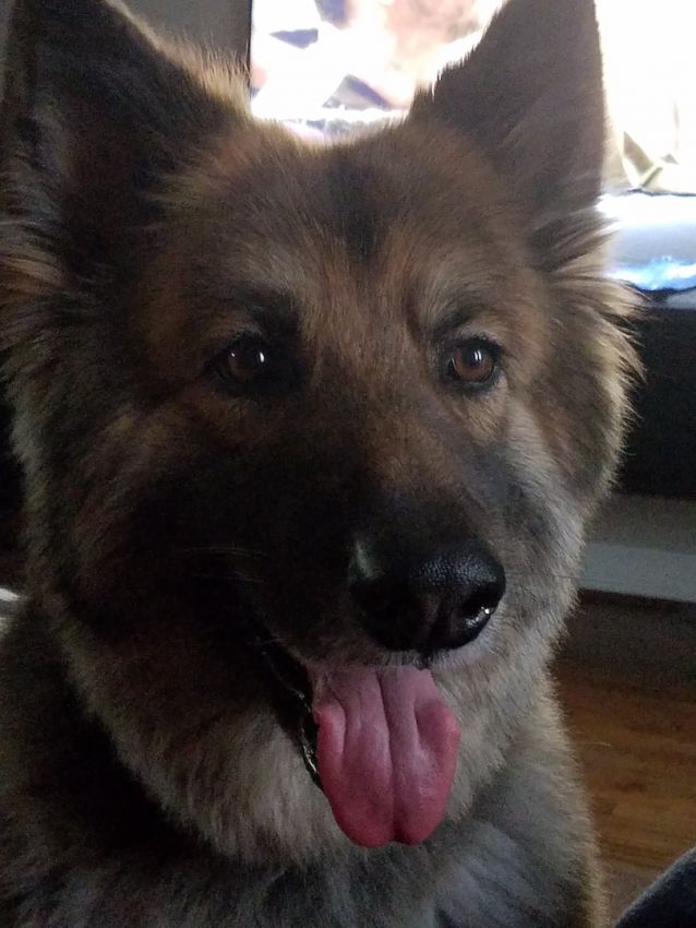 Layla – Greater Houston German Shepherd Dog Rescue