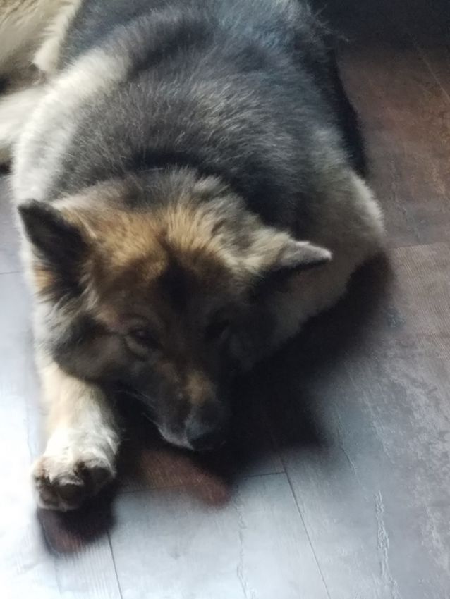Layla – Greater Houston German Shepherd Dog Rescue