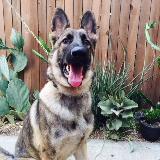 Ash – Greater Houston German Shepherd Dog Rescue