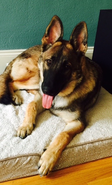 Ash – Greater Houston German Shepherd Dog Rescue