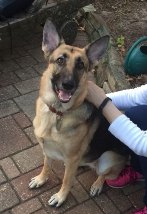 Starlet – Greater Houston German Shepherd Dog Rescue