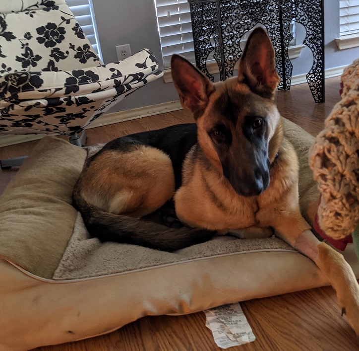 Charley – Greater Houston German Shepherd Dog Rescue
