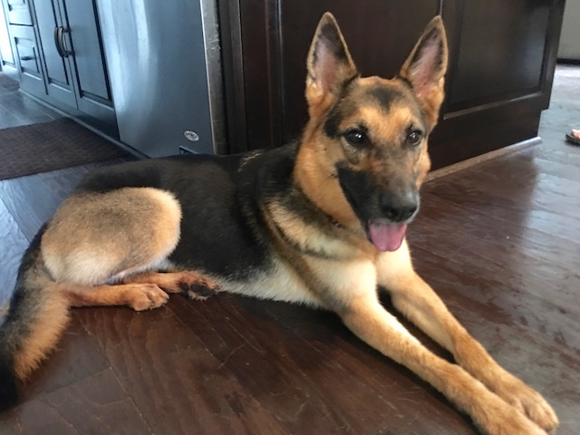 June Bug – Greater Houston German Shepherd Dog Rescue