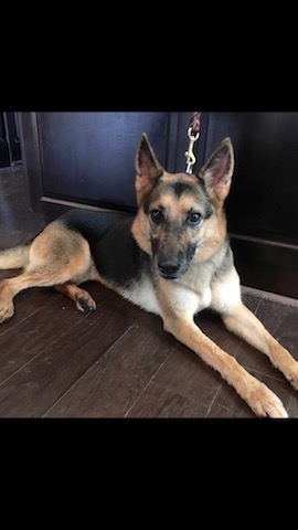 June Bug – Greater Houston German Shepherd Dog Rescue