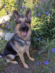 Sheldon – Greater Houston German Shepherd Dog Rescue