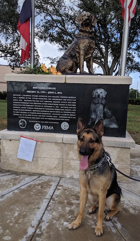 Sheldon – Greater Houston German Shepherd Dog Rescue