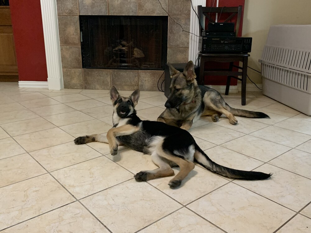 Amina – Greater Houston German Shepherd Dog Rescue