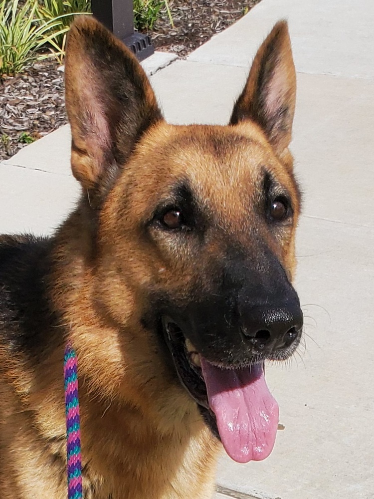 Noble – Greater Houston German Shepherd Dog Rescue