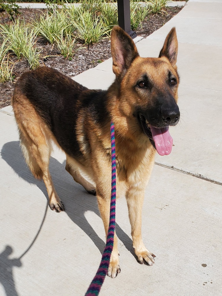 Noble – Greater Houston German Shepherd Dog Rescue