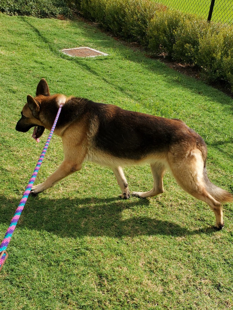 Noble – Greater Houston German Shepherd Dog Rescue