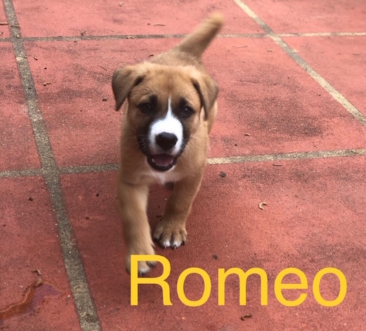 Romeo – Greater Houston German Shepherd Dog Rescue