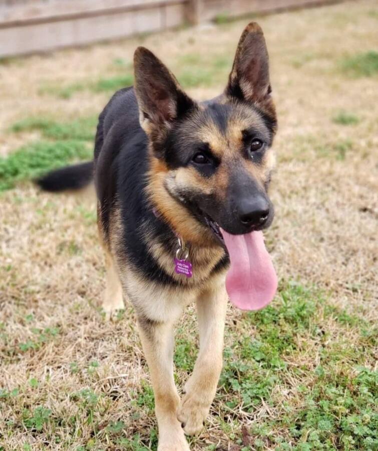 Ashlee – Greater Houston German Shepherd Dog Rescue