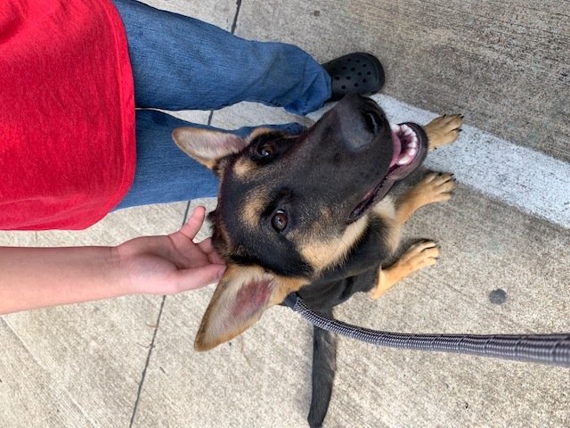 Ava – Greater Houston German Shepherd Dog Rescue