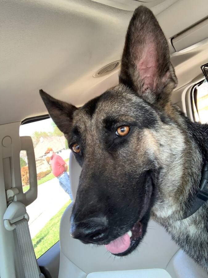 Biloxi – Greater Houston German Shepherd Dog Rescue