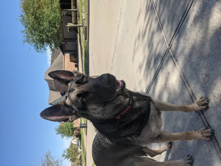 Biloxi – Greater Houston German Shepherd Dog Rescue