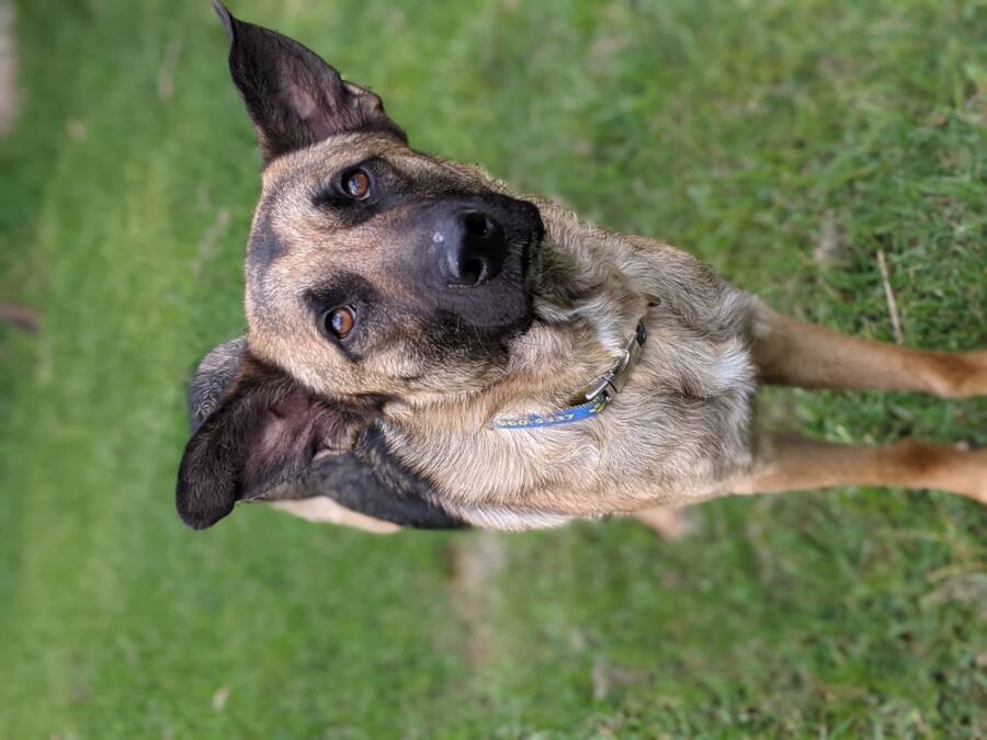 Wesley – Greater Houston German Shepherd Dog Rescue