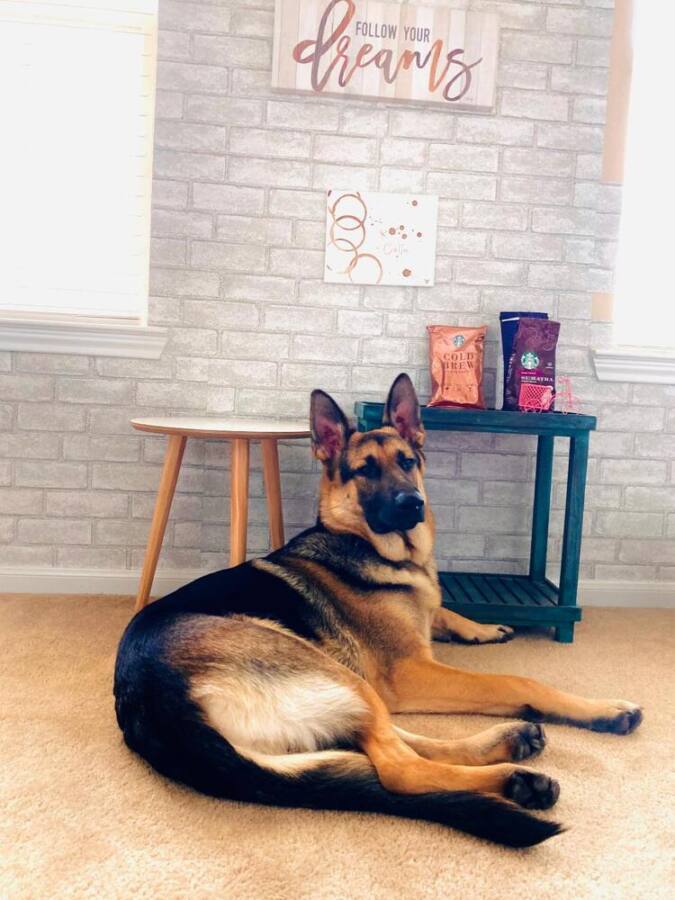 Wick – Greater Houston German Shepherd Dog Rescue