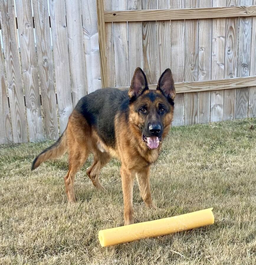 Adler – Greater Houston German Shepherd Dog Rescue