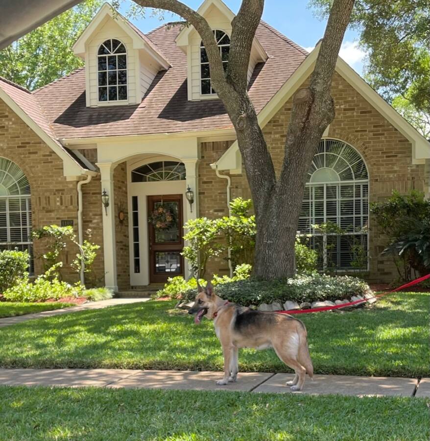 Catalina – Greater Houston German Shepherd Dog Rescue