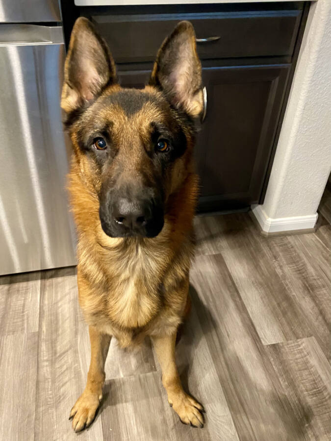 Adler – Greater Houston German Shepherd Dog Rescue