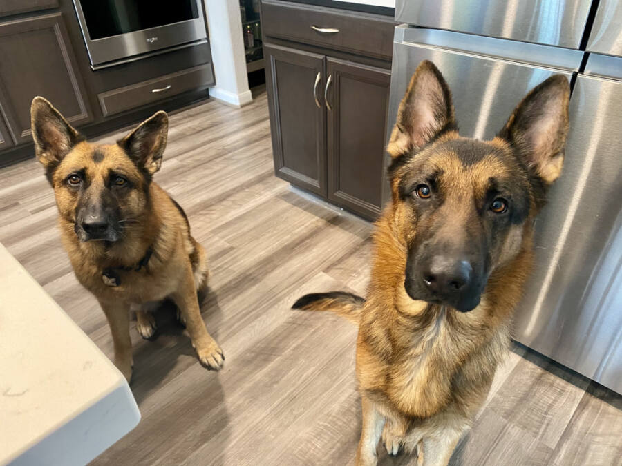 Adler – Greater Houston German Shepherd Dog Rescue