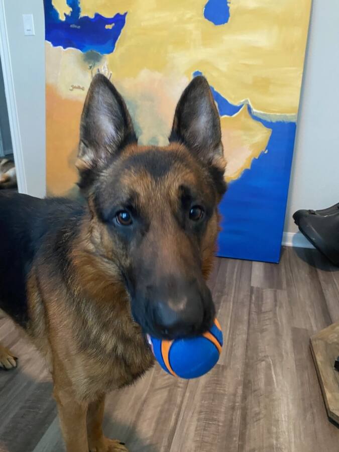 Adler – Greater Houston German Shepherd Dog Rescue