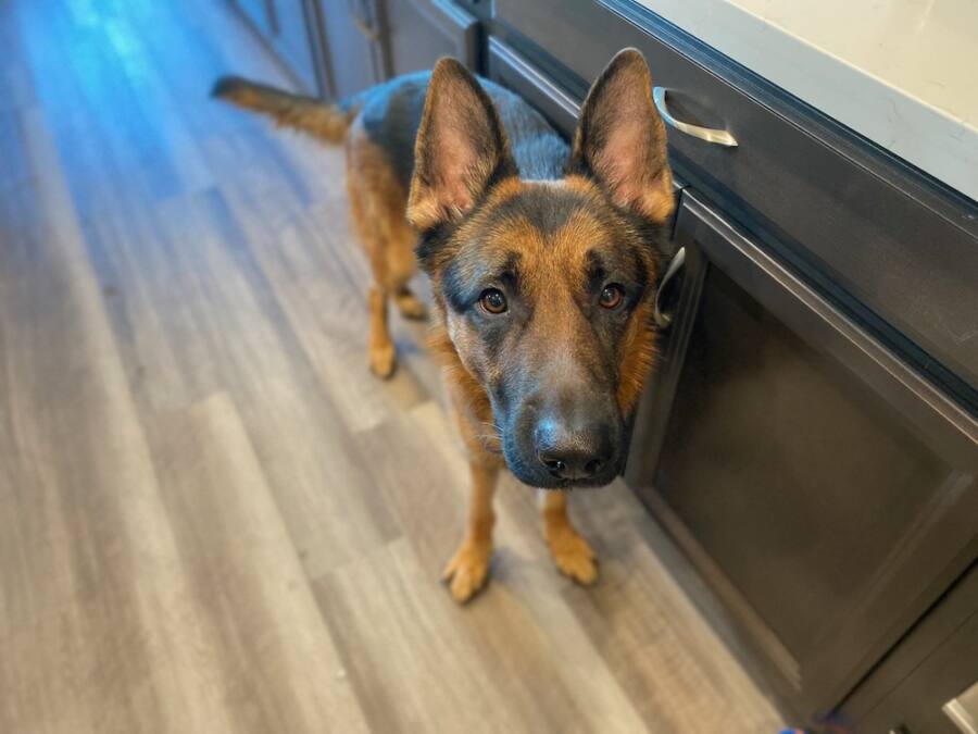 Adler – Greater Houston German Shepherd Dog Rescue