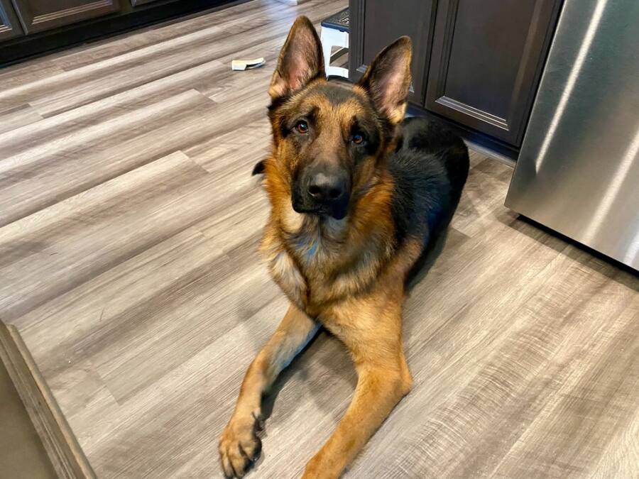Adler – Greater Houston German Shepherd Dog Rescue