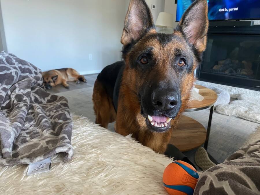 Adler – Greater Houston German Shepherd Dog Rescue