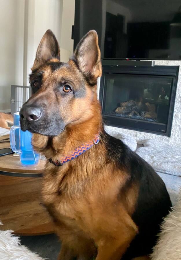 Adler – Greater Houston German Shepherd Dog Rescue