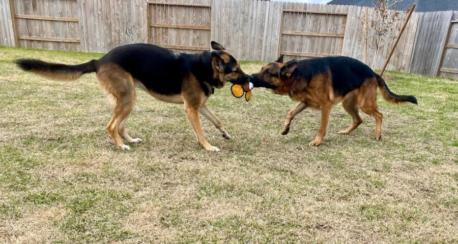 Adler – Greater Houston German Shepherd Dog Rescue