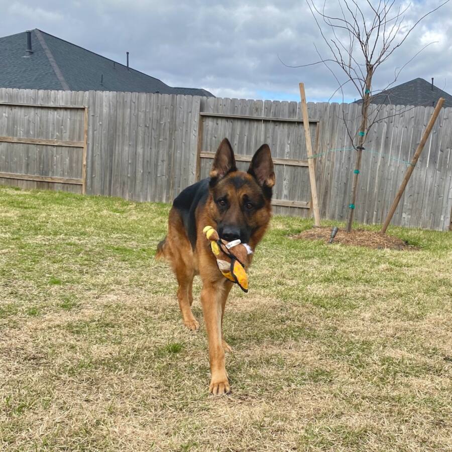 Adler – Greater Houston German Shepherd Dog Rescue
