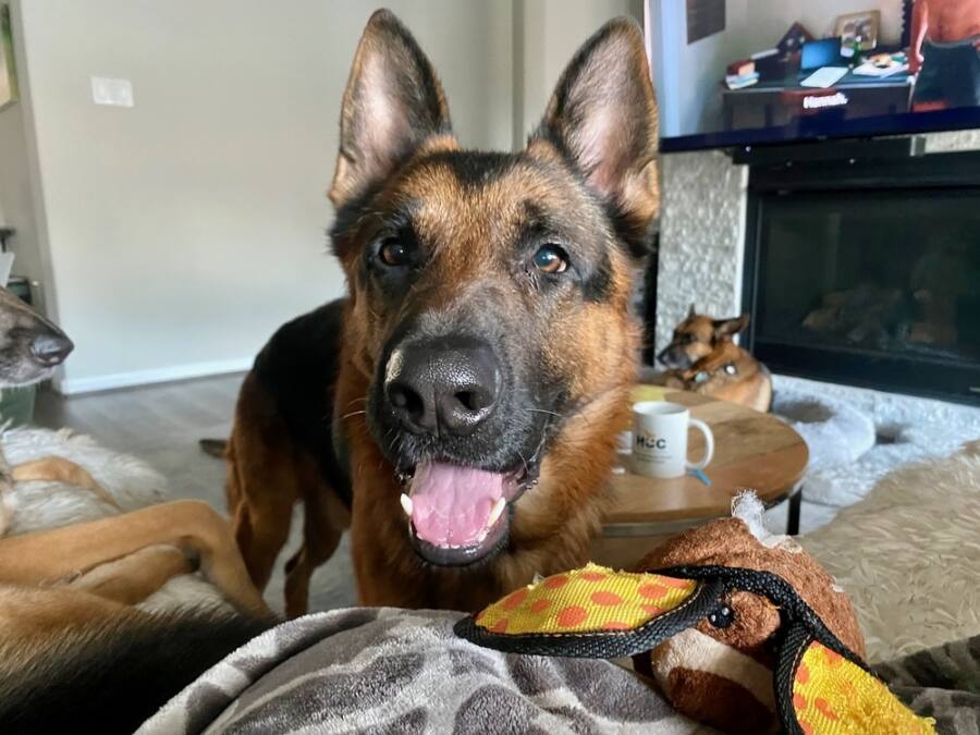 Adler – Greater Houston German Shepherd Dog Rescue