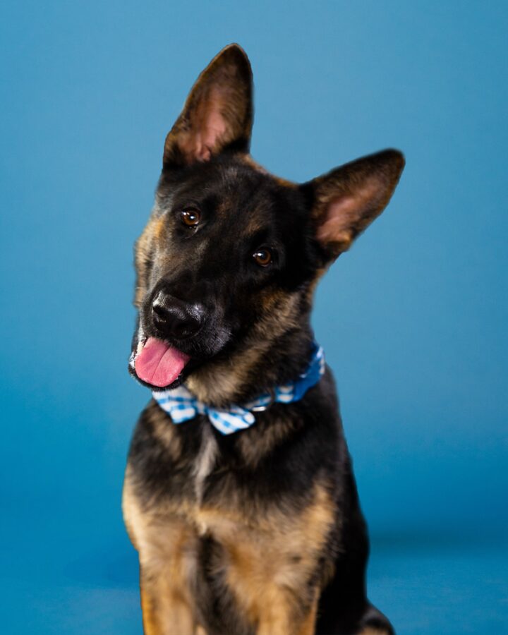 Ashton – Greater Houston German Shepherd Dog Rescue