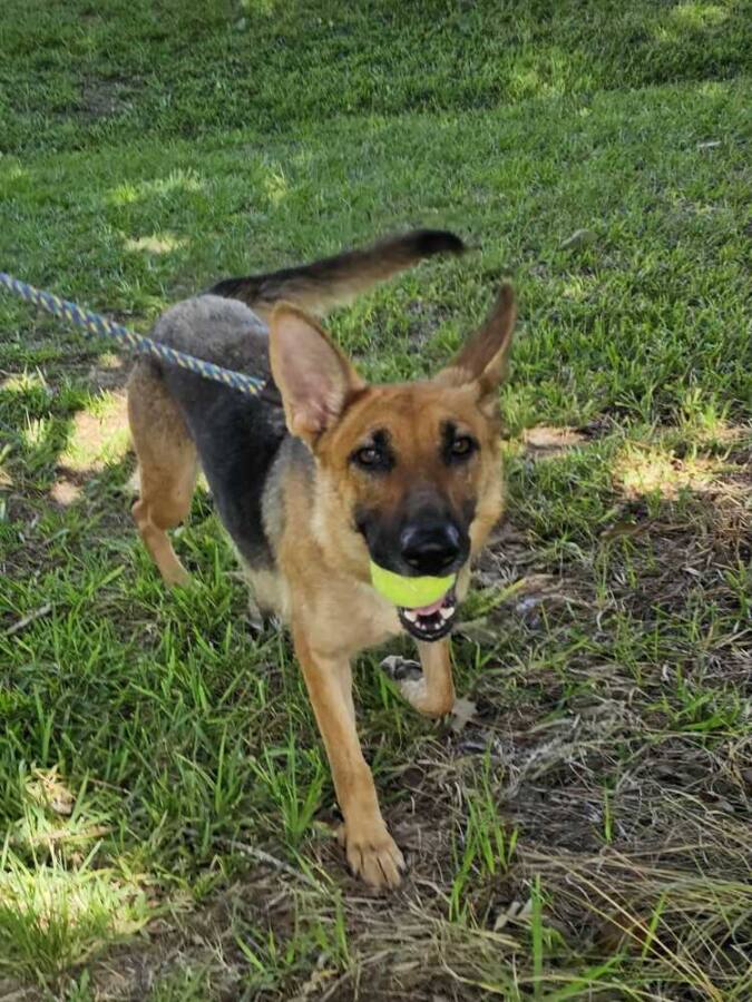 Available – Greater Houston German Shepherd Dog Rescue