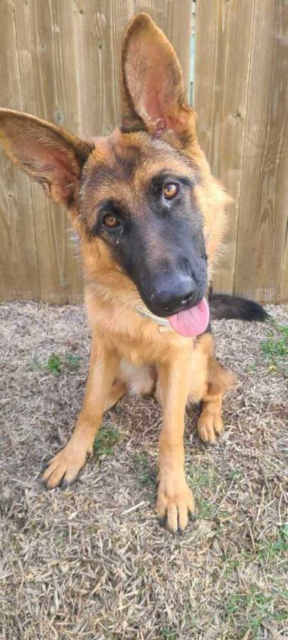 Available – Greater Houston German Shepherd Dog Rescue