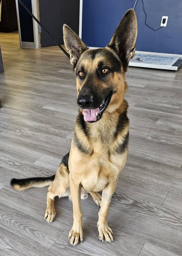 Available – Greater Houston German Shepherd Dog Rescue