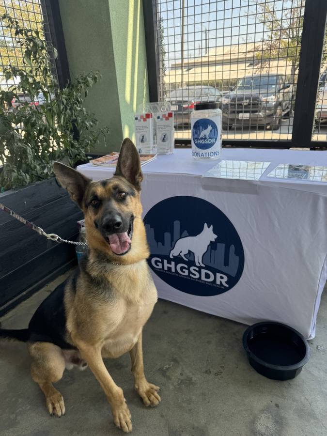 Available – Greater Houston German Shepherd Dog Rescue
