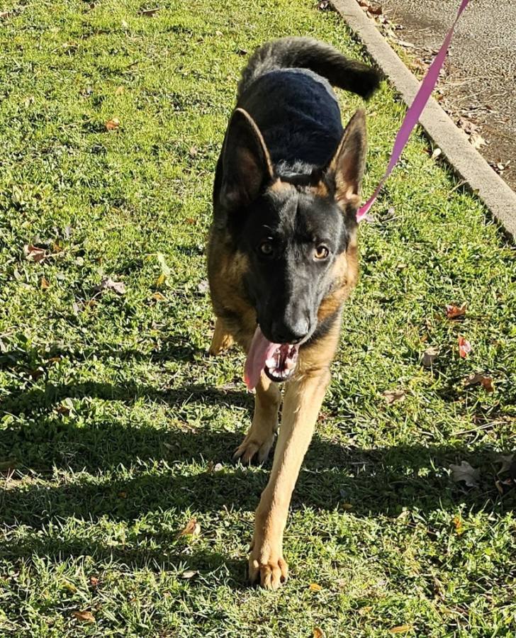 Ronnie – Greater Houston German Shepherd Dog Rescue