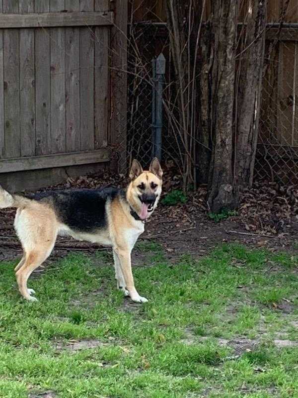 Available – Greater Houston German Shepherd Dog Rescue