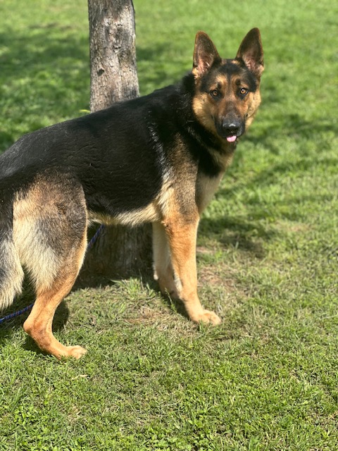 Apollo – Greater Houston German Shepherd Dog Rescue