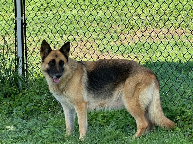 Layla – Greater Houston German Shepherd Dog Rescue