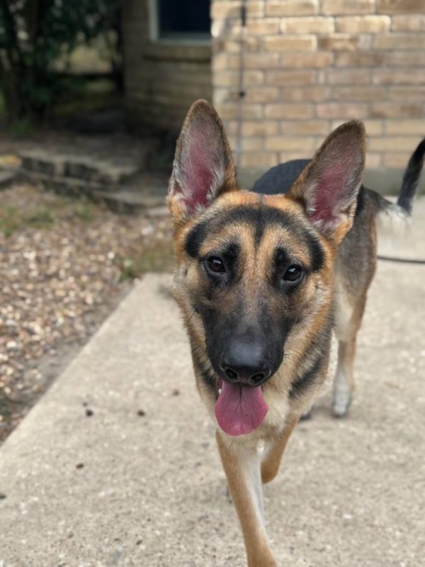 Available – Greater Houston German Shepherd Dog Rescue