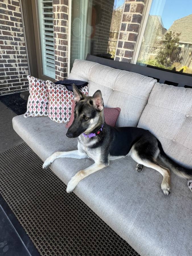 Spencer – Greater Houston German Shepherd Dog Rescue